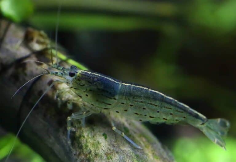 Amano Shrimp Biology Habits Habitats And Great Care Tips