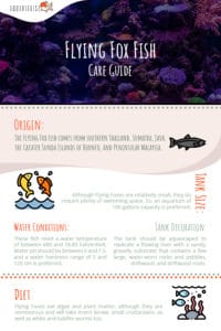 Flying Fox Fish: How To Care For These Freshwater Species - Aquariadise