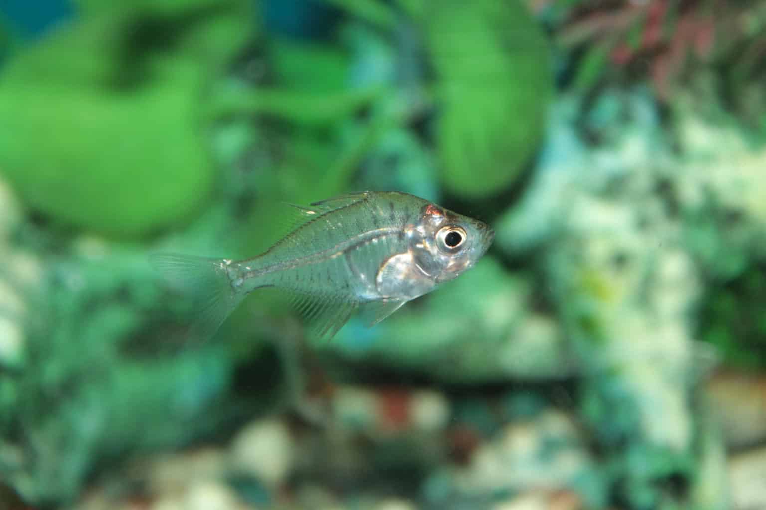 Glass Fish (Parambassis ranga) Care Sheet - Aquariadise