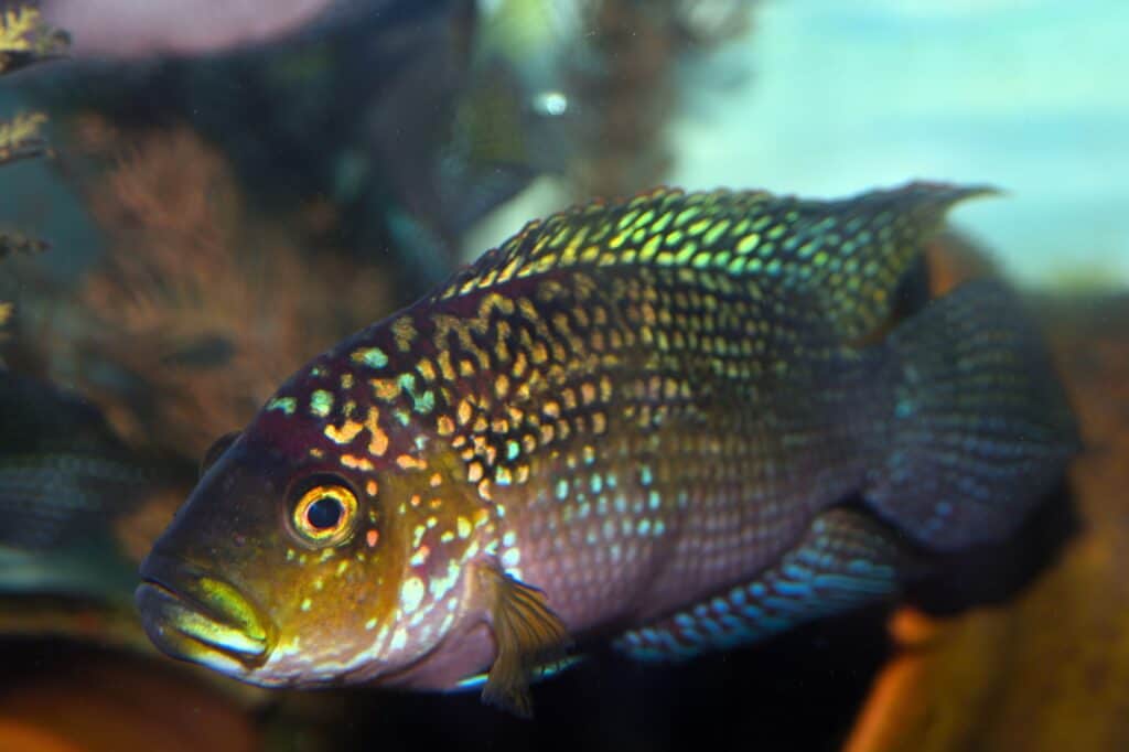 Jack Dempsey Fish (Rocio Octofasciata) Care Sheet - Aquariadise