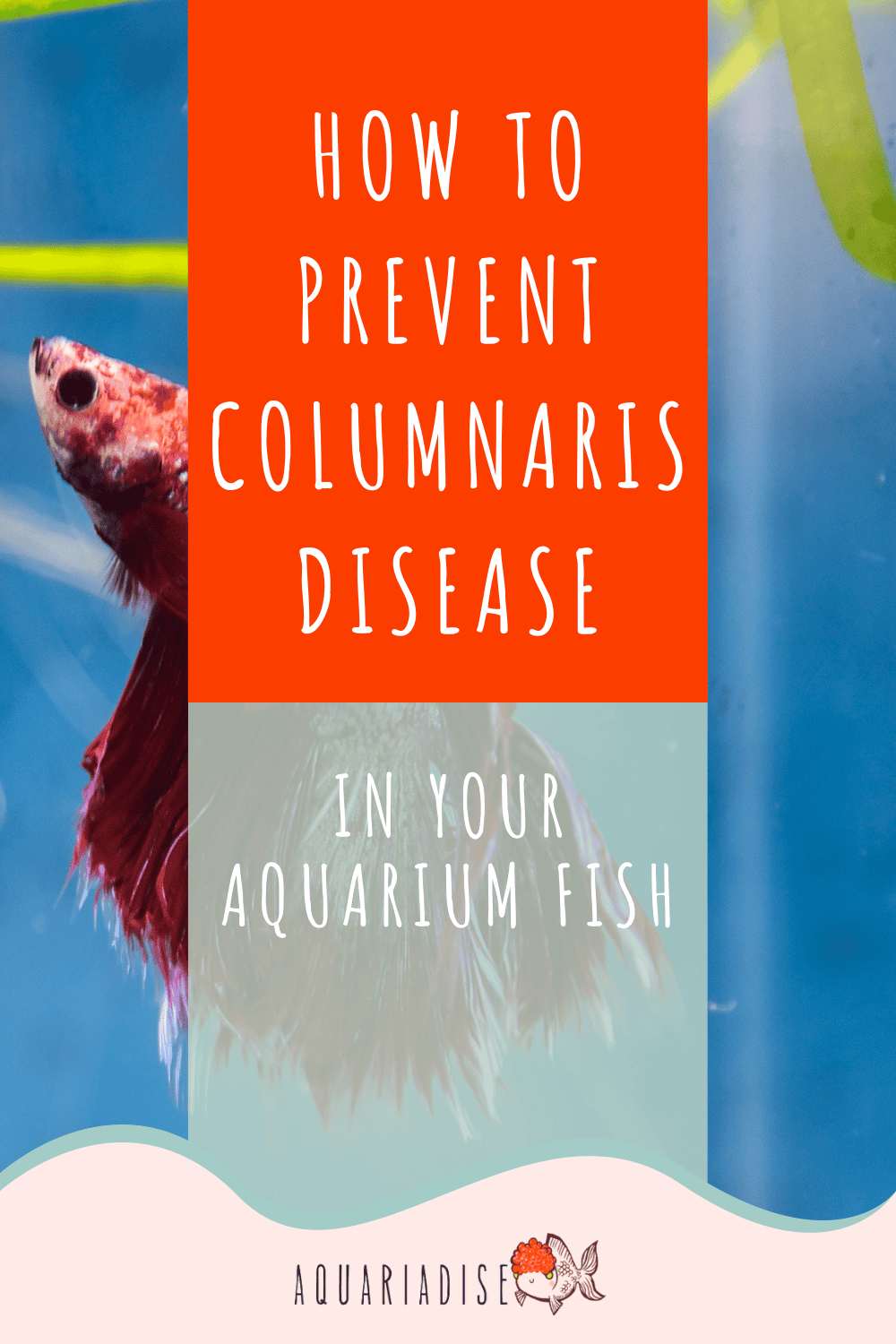 How to Prevent Columnaris Disease In Your Aquarium Fish