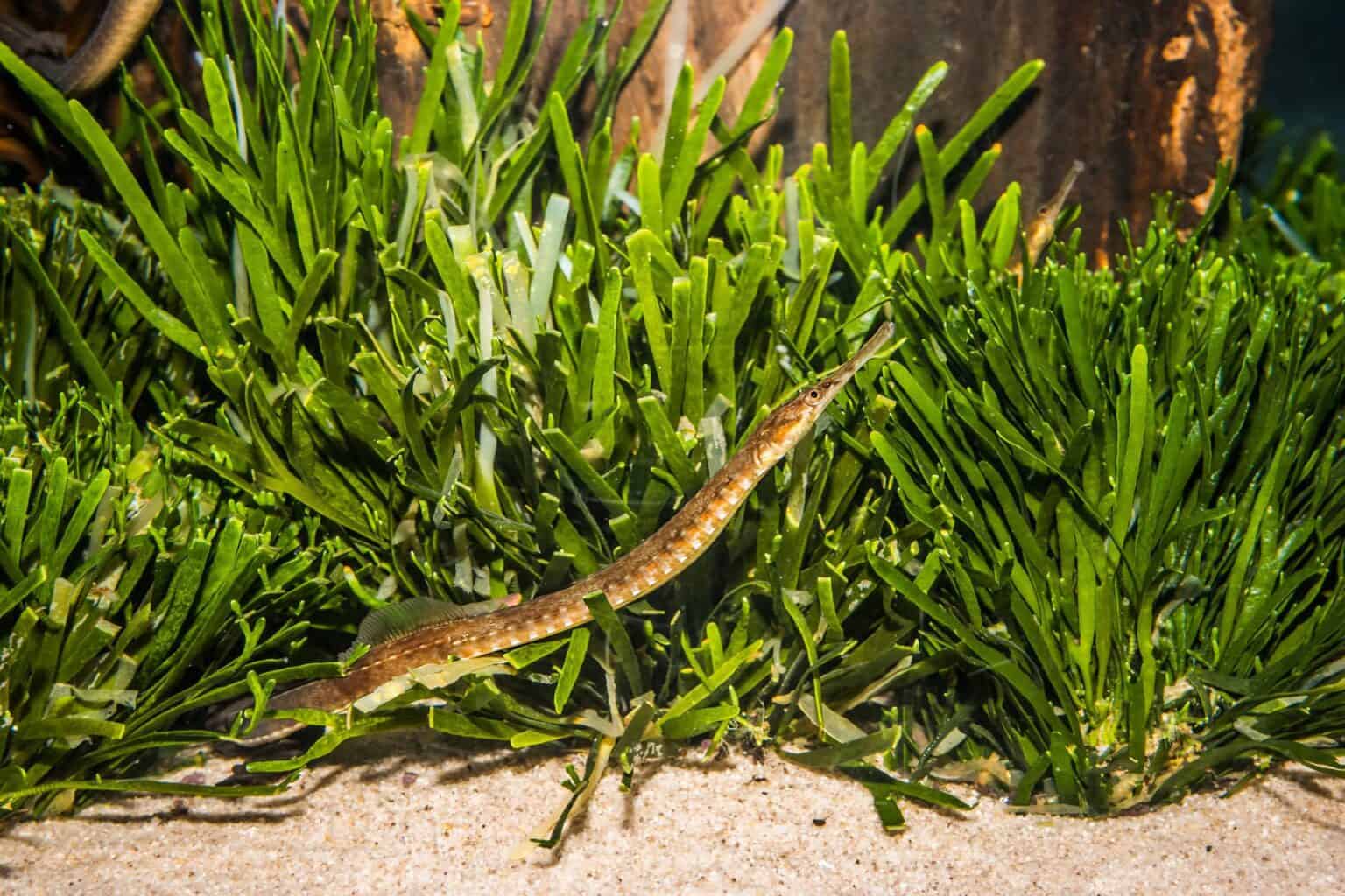 Pipefish: A Complete Care Guide For This Species