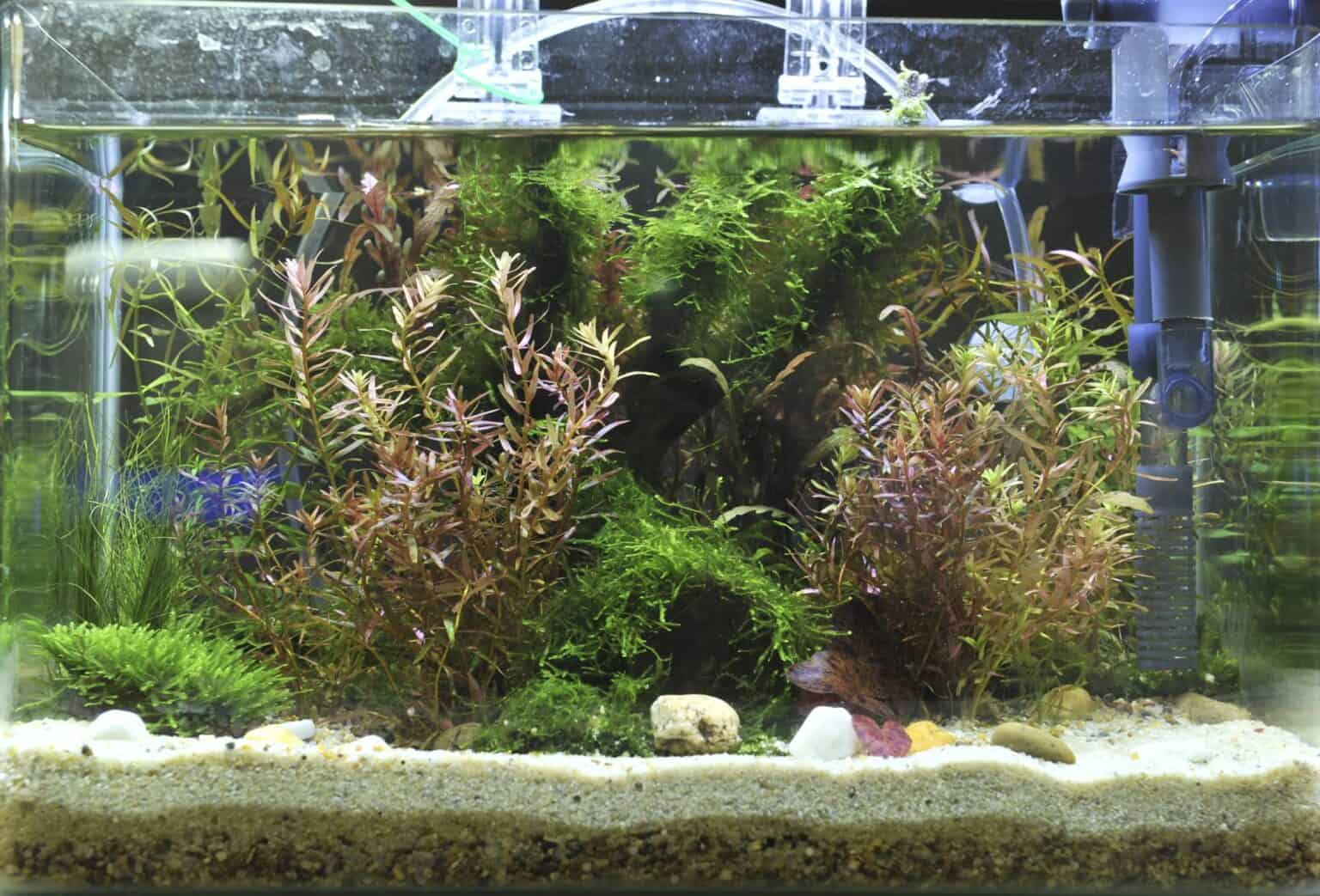 Aquarium Refugium: What It Is & How To Set One Up