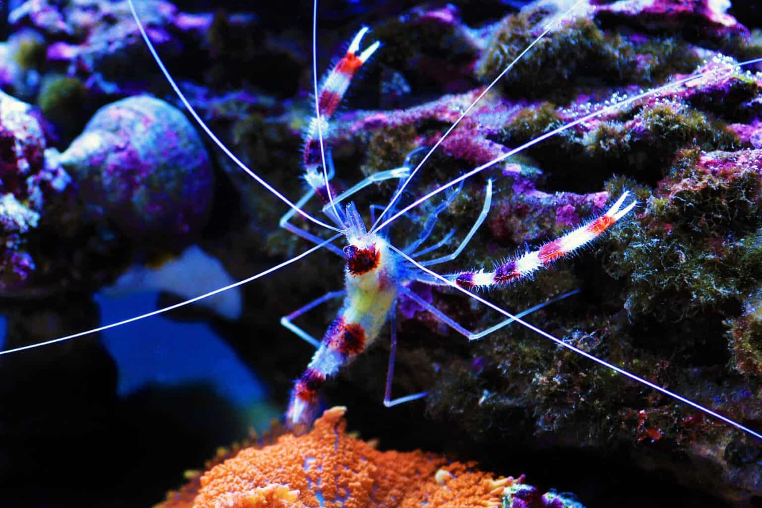 Banded Coral Shrimp Care Guide