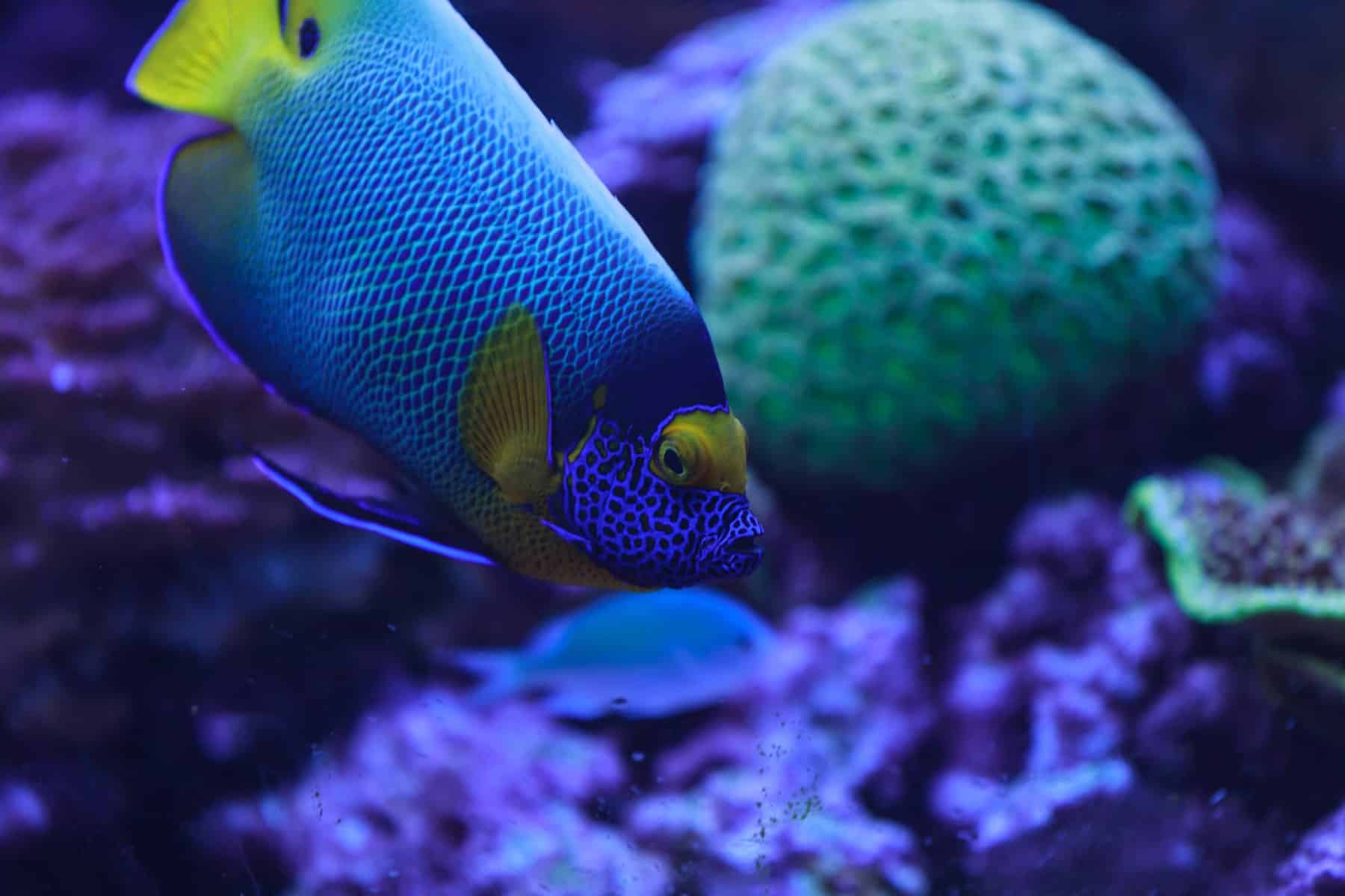 Saltwater Angelfish: A Complete Care Guide