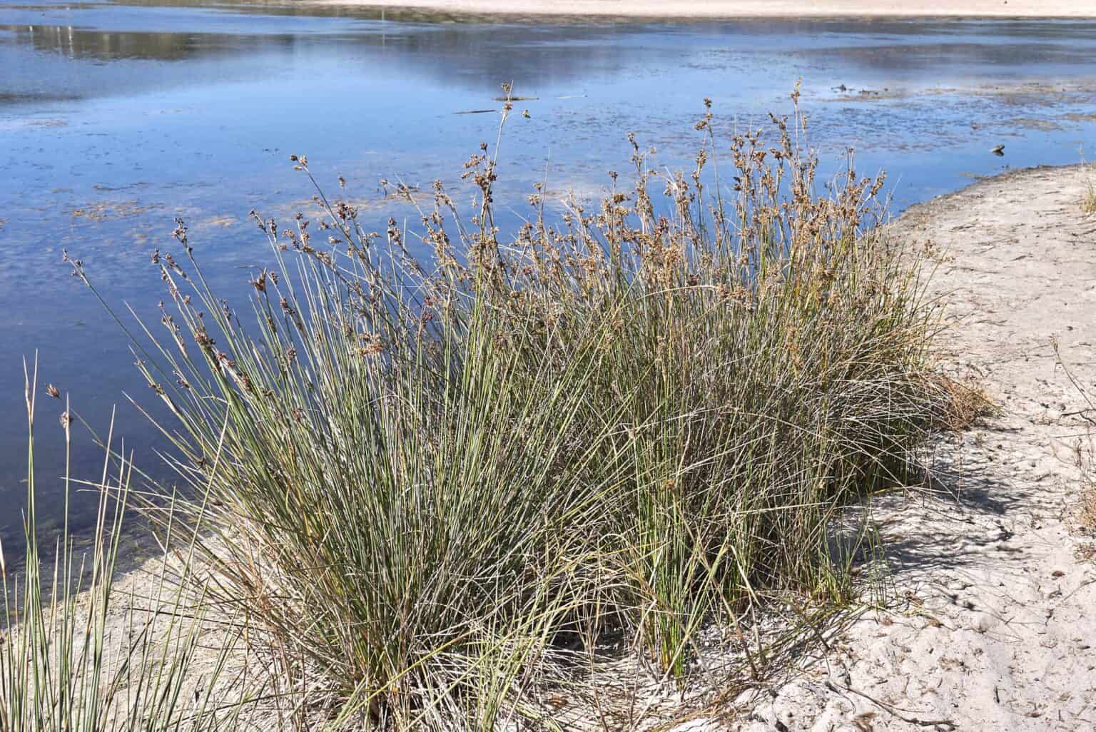 18 Best Pond Plants To Keep Your Ecosystem Healthy