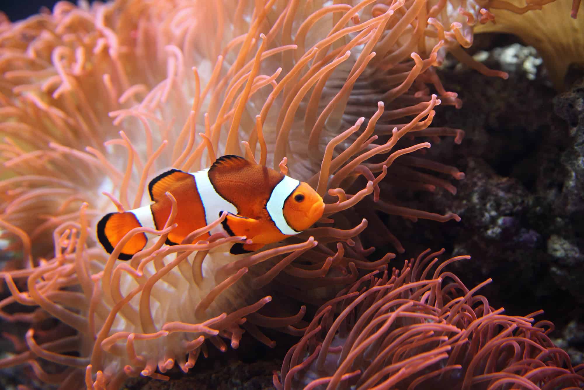 Maroon Clownfish And Anemone Host