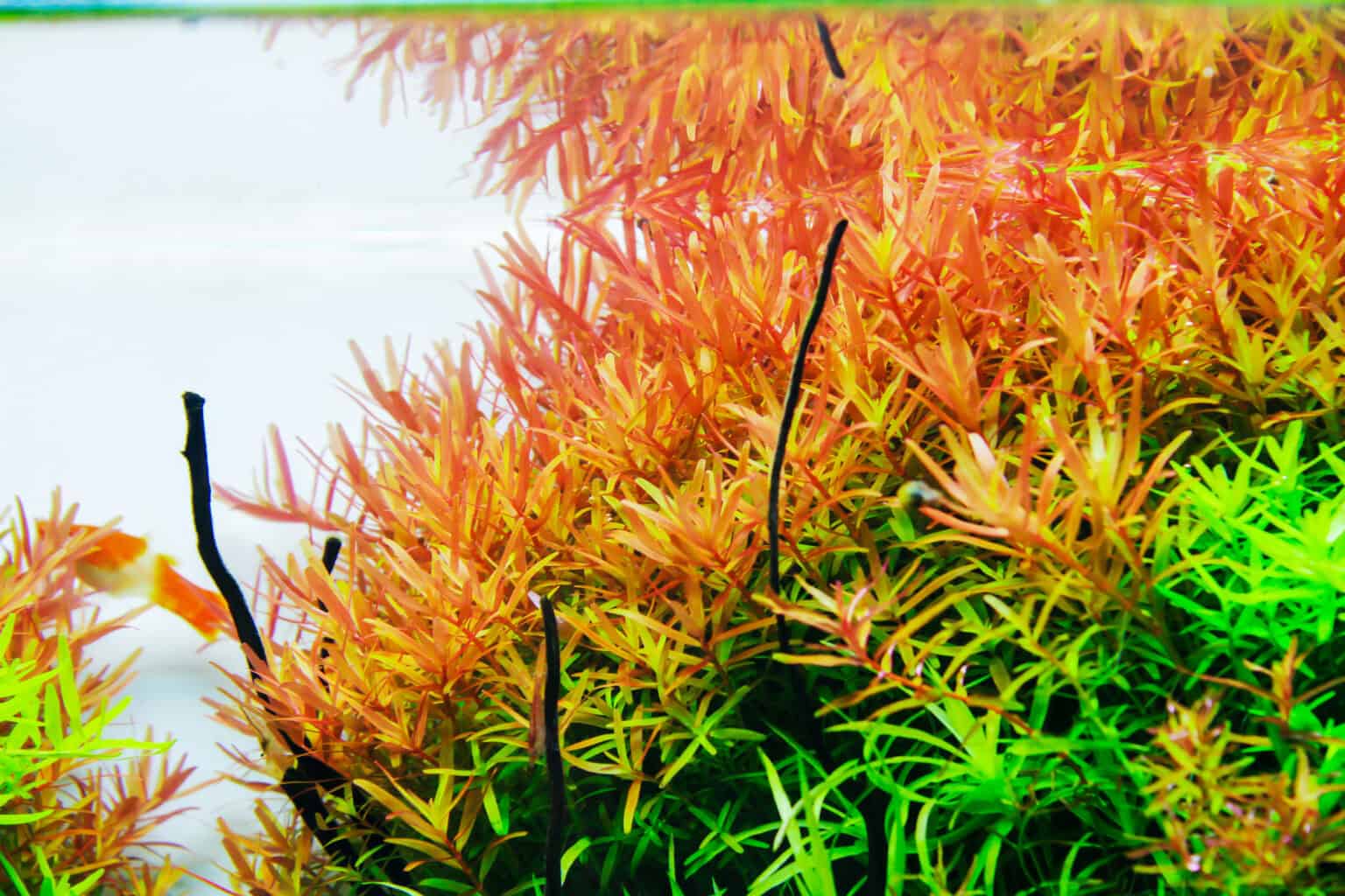 17 Beautiful Red Aquarium Plants for Every Home Tank