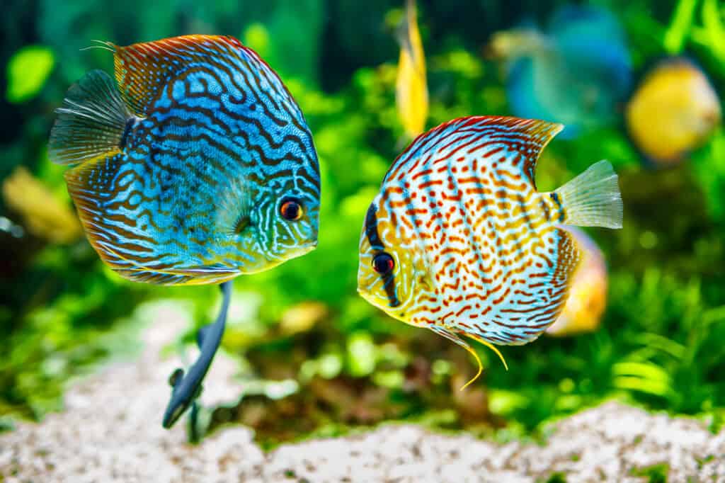 14 Exotic Freshwater Fish for Your Aquarium
