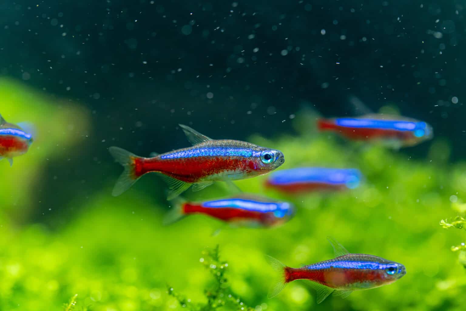 Types of Tetras: 20 Popular Tetra Species & Care Guide