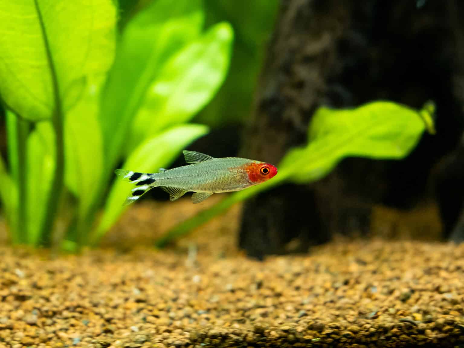 Types of Tetras: 20 Popular Tetra Species & Care Guide