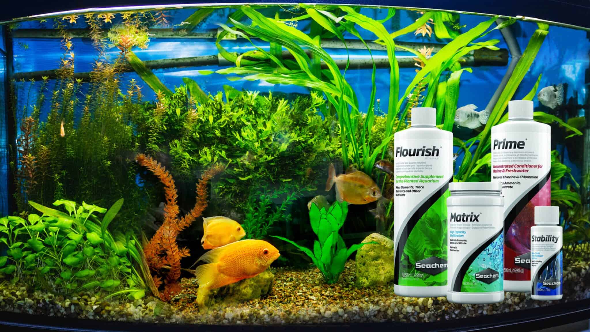 The 8 Best Seachem Products: A Must-Have for Any Aquarist