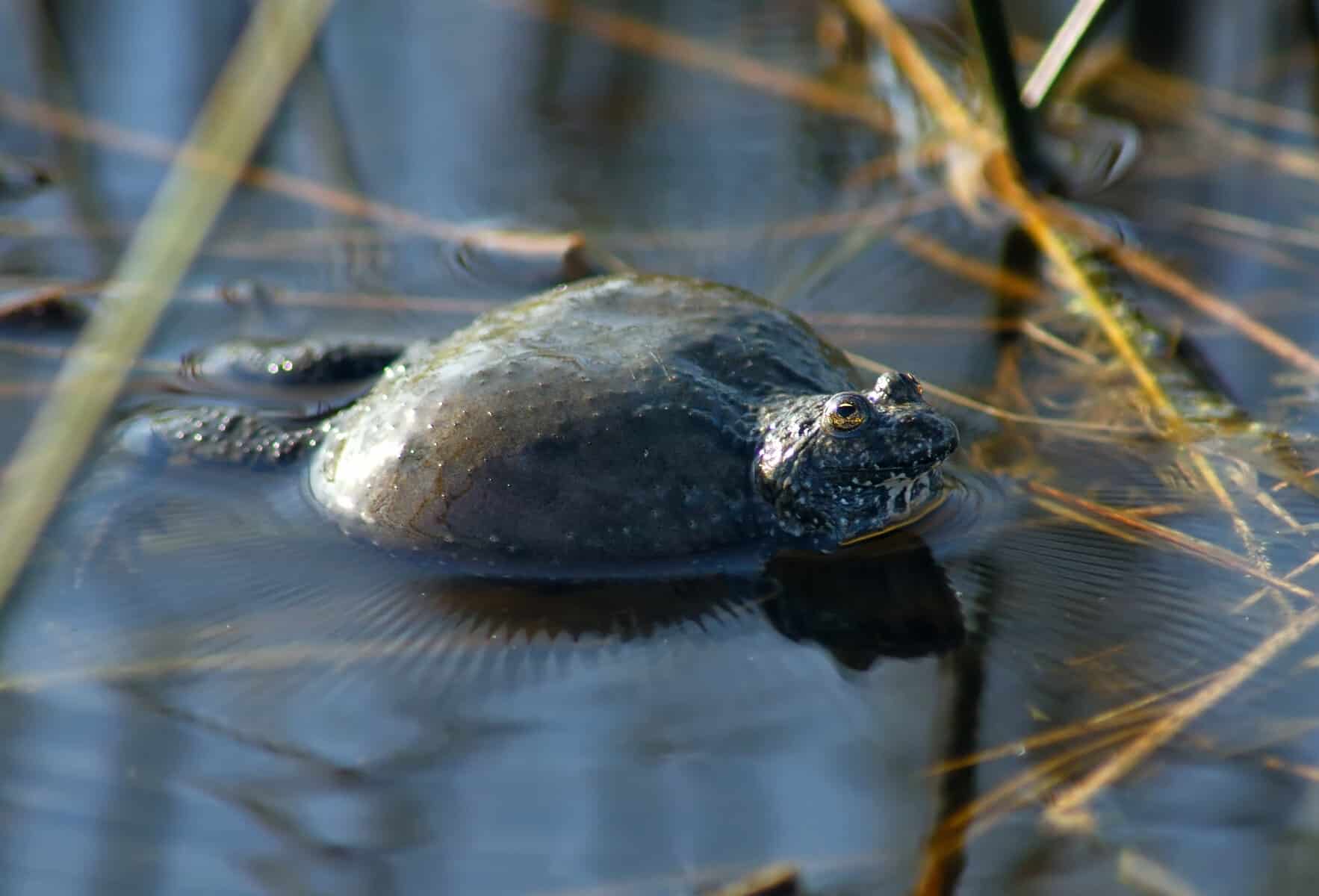 Bloated Frog Causes and Treatments – Our Helpful Guide