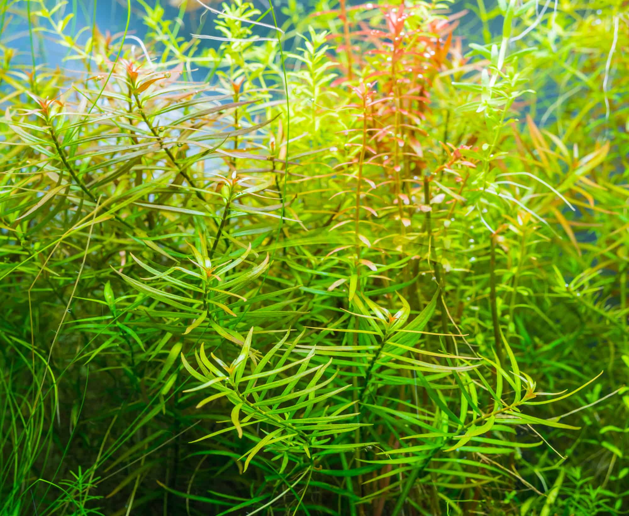 Ludwigia Arcuata: A Comprehensive Care Guide