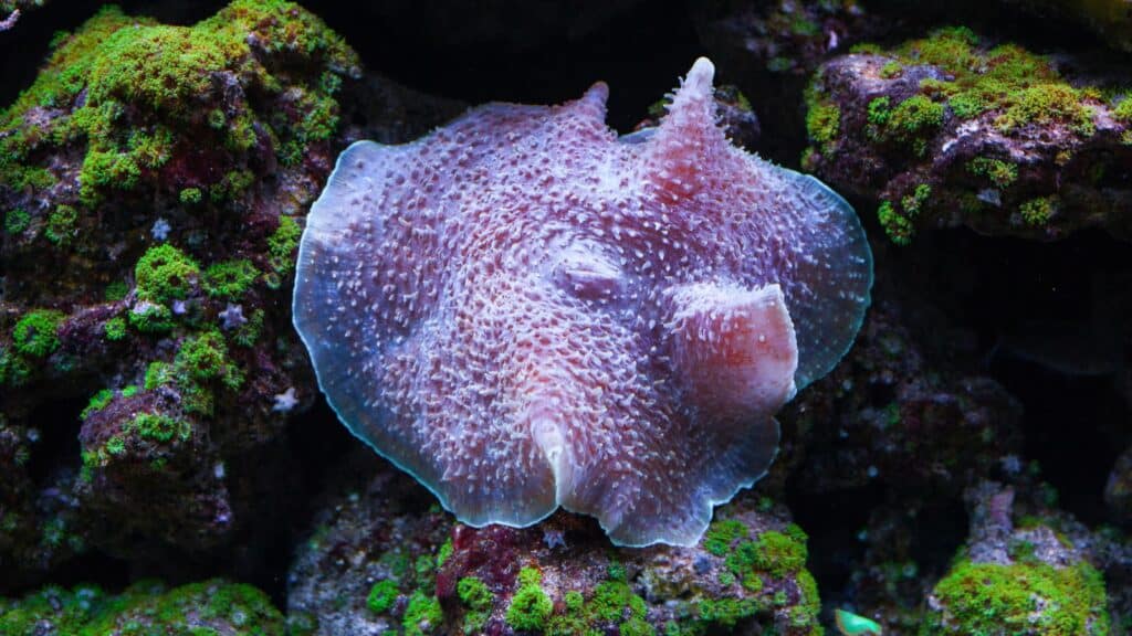 Mushroom Corals: A Fascinating Choice for Your Aquarium