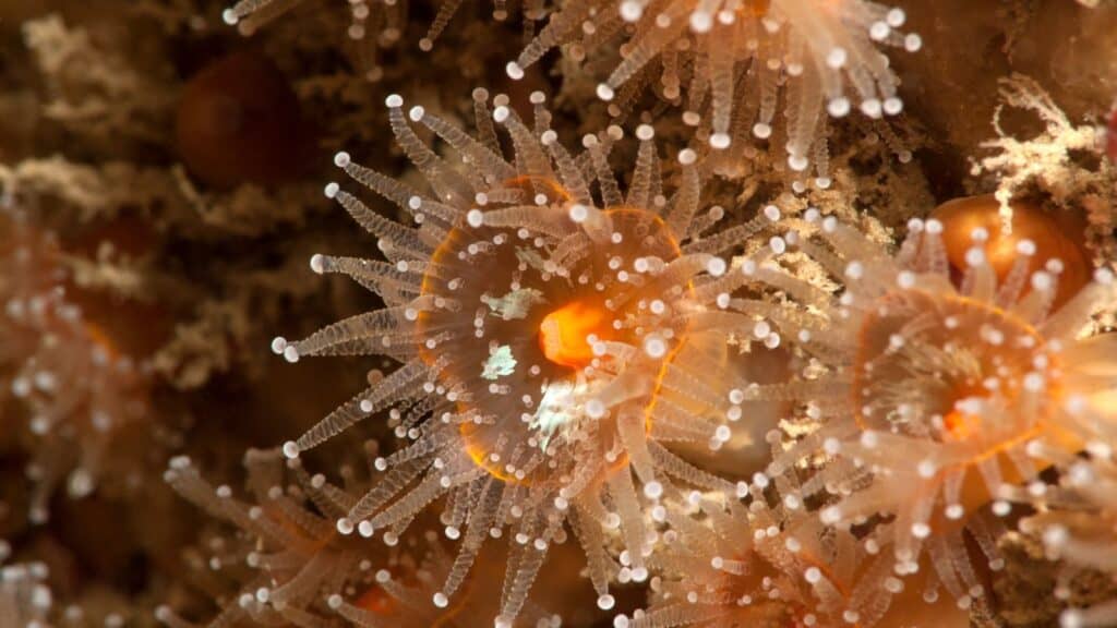 Mushroom Corals: A Fascinating Choice for Your Aquarium
