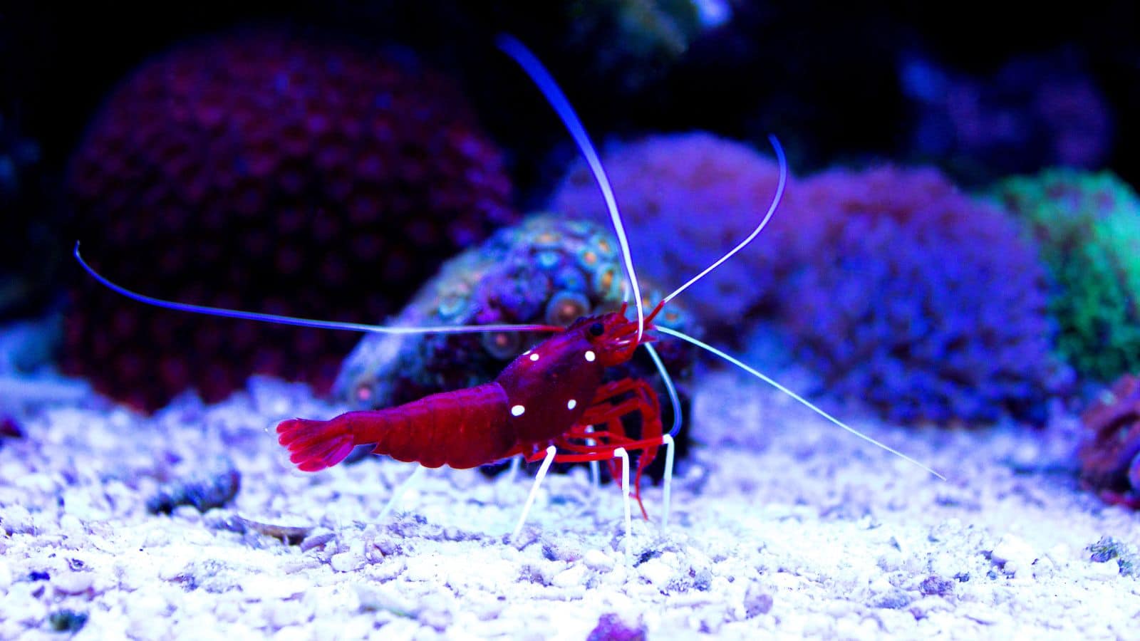 Fire Shrimp Care: A Complete Guide for Aquarists