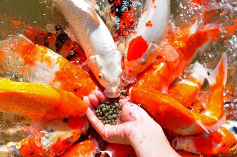 8 Fish Feeding Mistakes Everyone Makes (And How To Avoid Them)