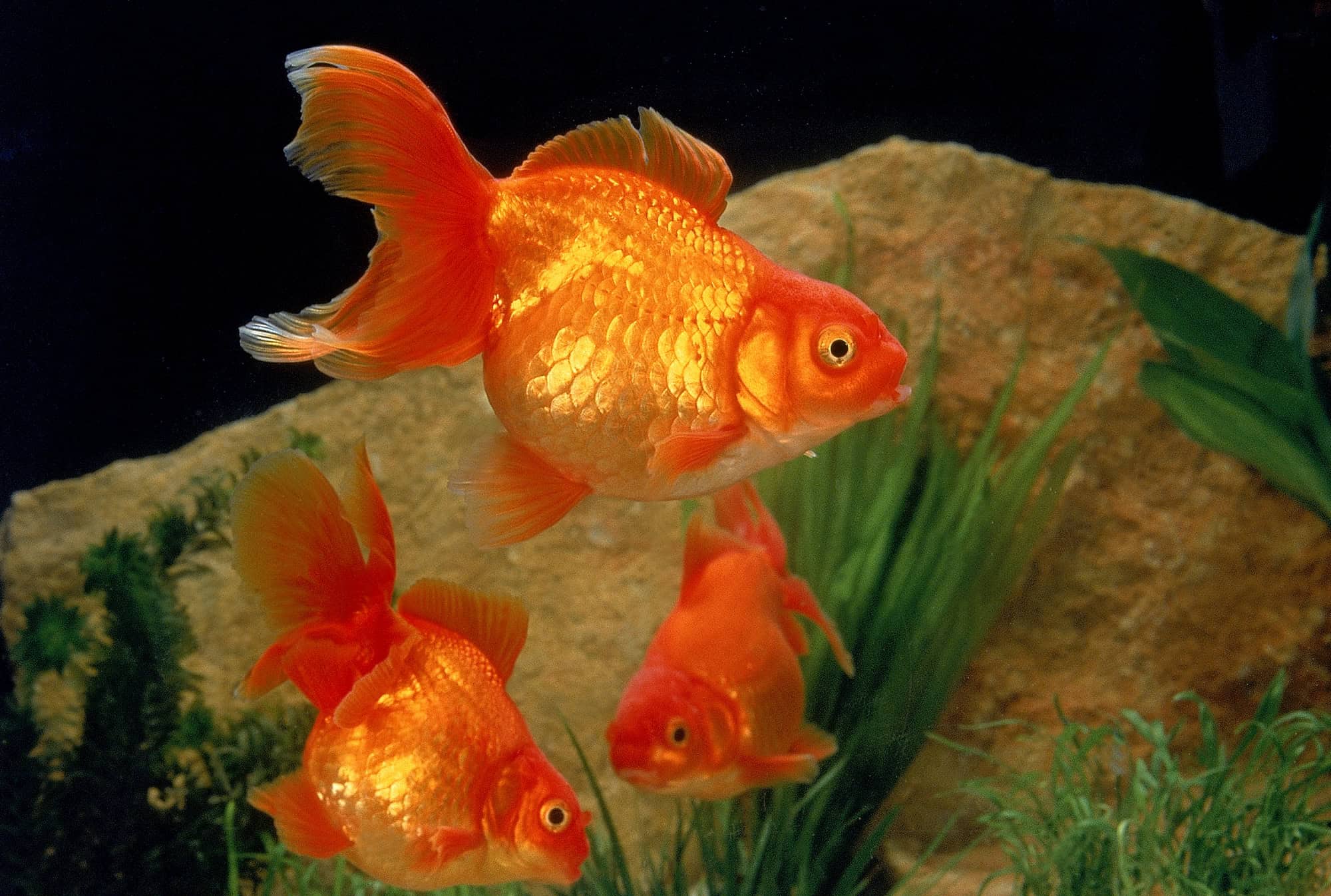 The 10 Most Playful Fish Perfect for Your Home Aquarium